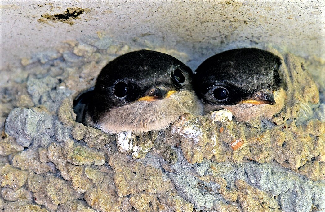 Naturschutz, einheimische Pflanzen,